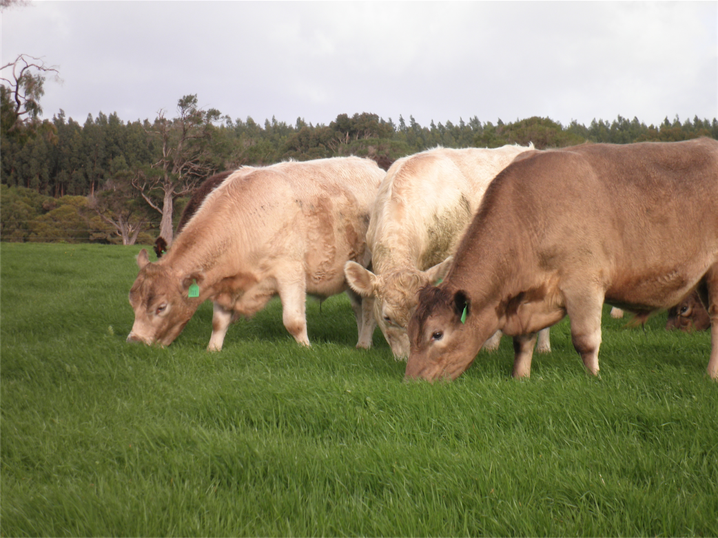 Benefits Of Prime Grass-Fed Beef - Leeuwin Grass-Fed Beef