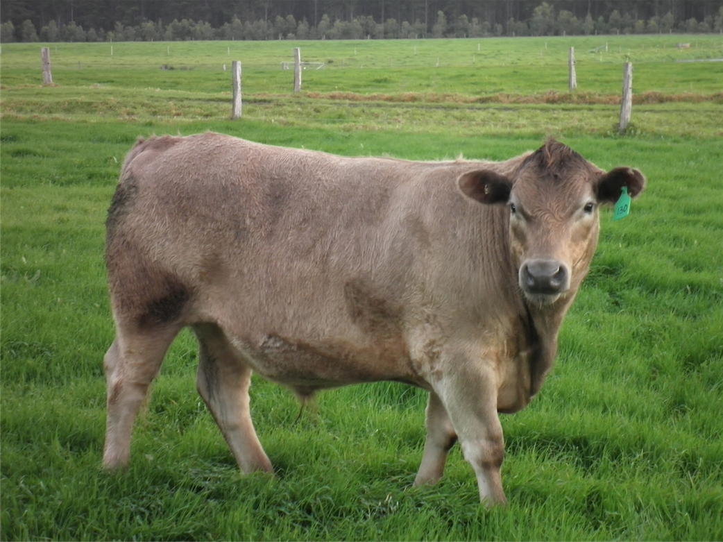 Benefits Of Prime Grass-Fed Beef - Leeuwin Grass-Fed Beef
