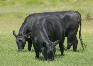 Our Farm Gallery - Leeuwin Grass-Fed Beef