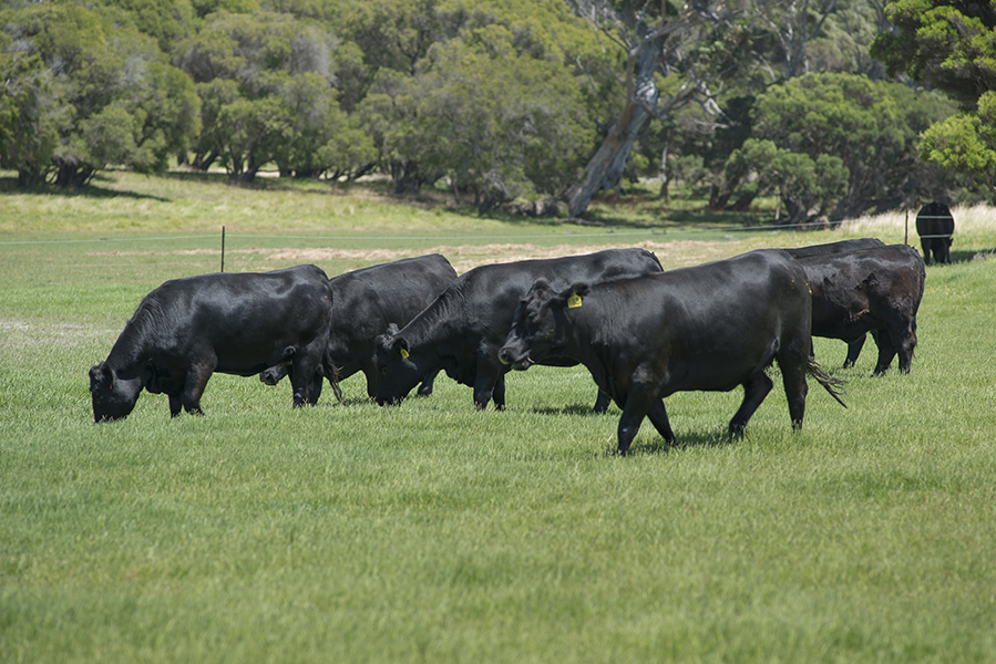 Our Farm Gallery