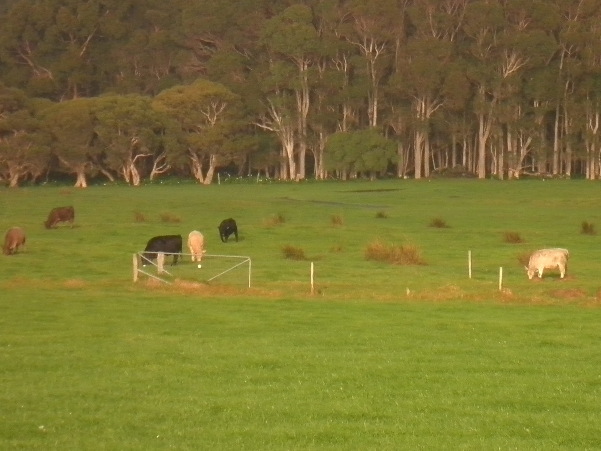 Our Farm Gallery